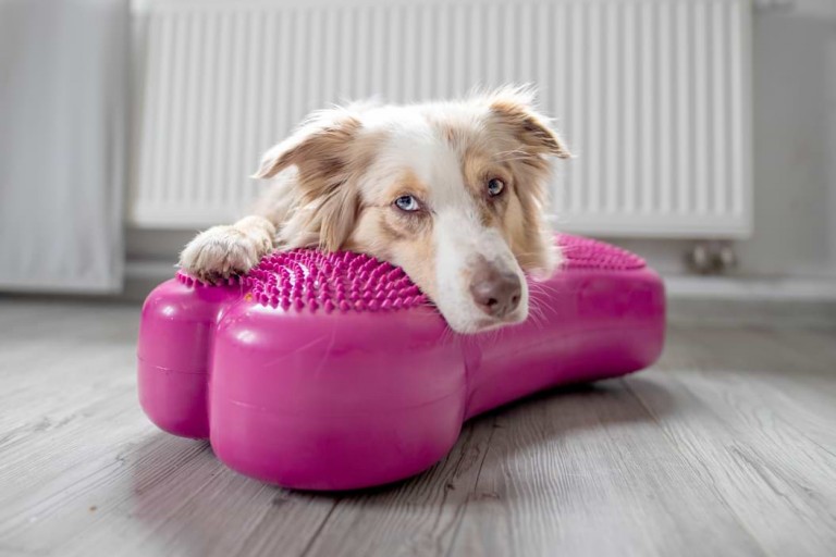 Balancetraining für den Hund zum Nachmachen - sleepherds