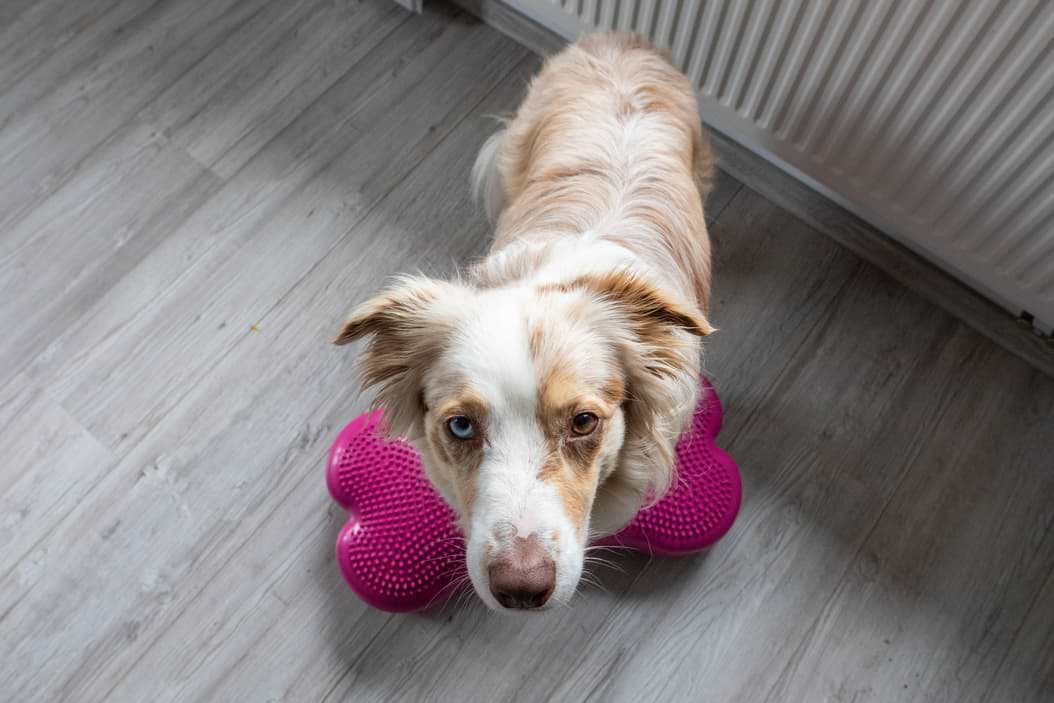 Balancetraining für den Hund zum Nachmachen - sleepherds