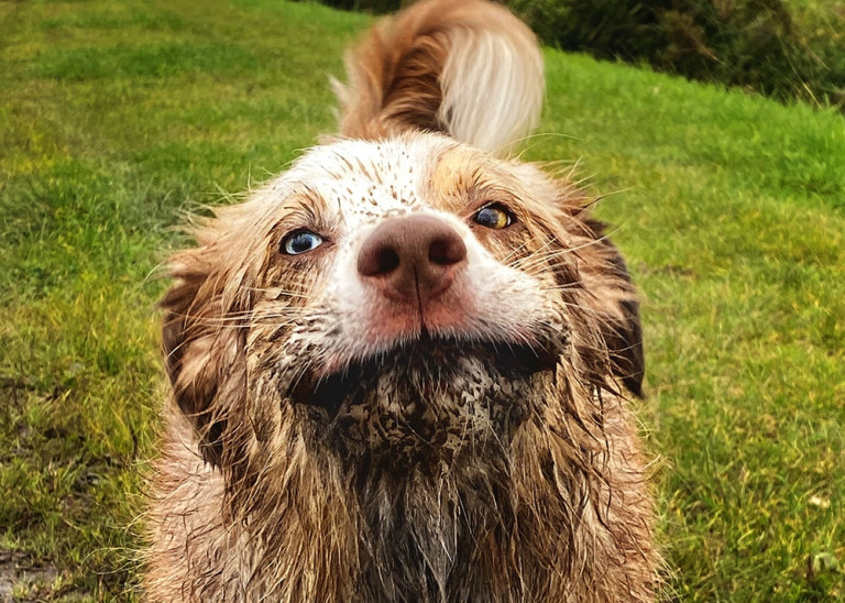 hansgrohe DogShower - die multifunktionale Hundedusche mit Mehrwert