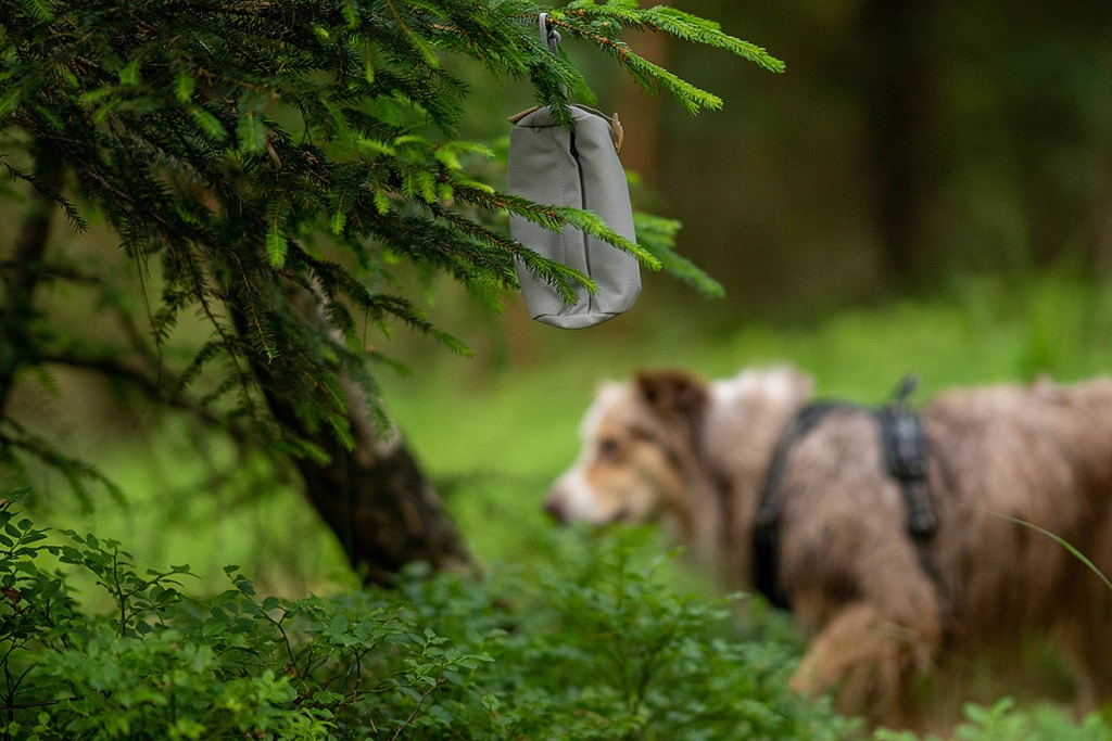 Dummytraining für den Familienhund - artgerechte Beschäftigung im Alltag
