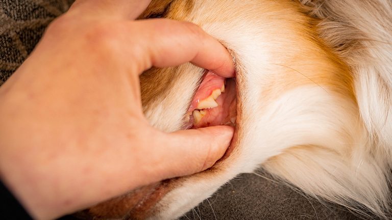 Zahnpflege beim Hund - über Zahnstein, Zahnbeläge & 7 Tipps