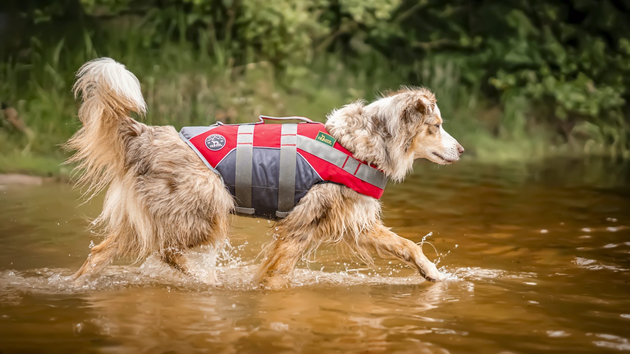 Schwimmwesten für Hunde - 4 Modelle im Test - sleepherds