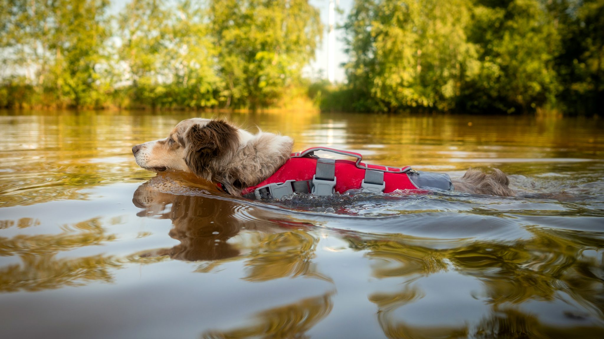 Schwimmwesten für Hunde - 4 Modelle im Test - sleepherds