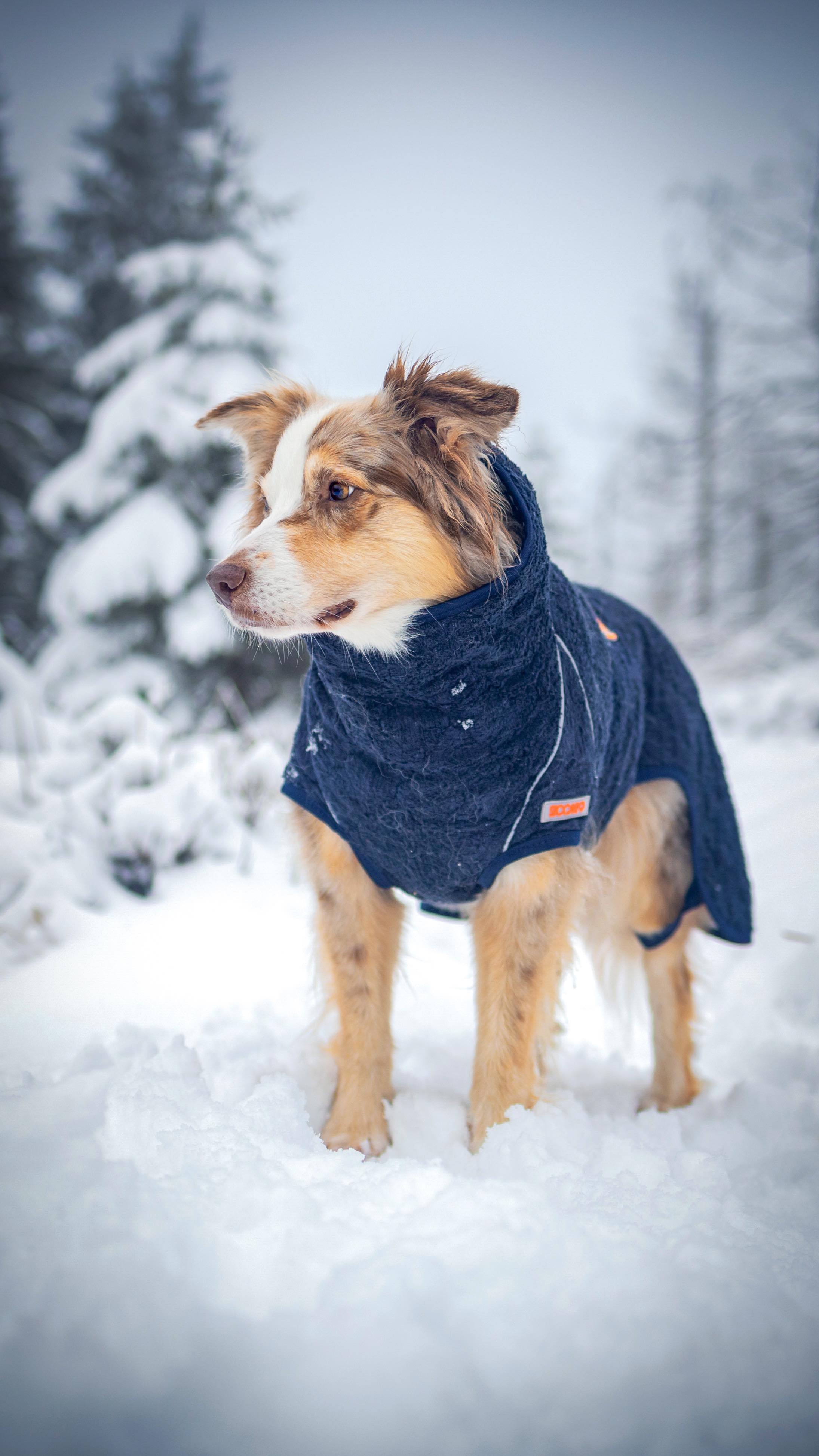 Stress beim Hund - Signale erkennen und richtig reagieren