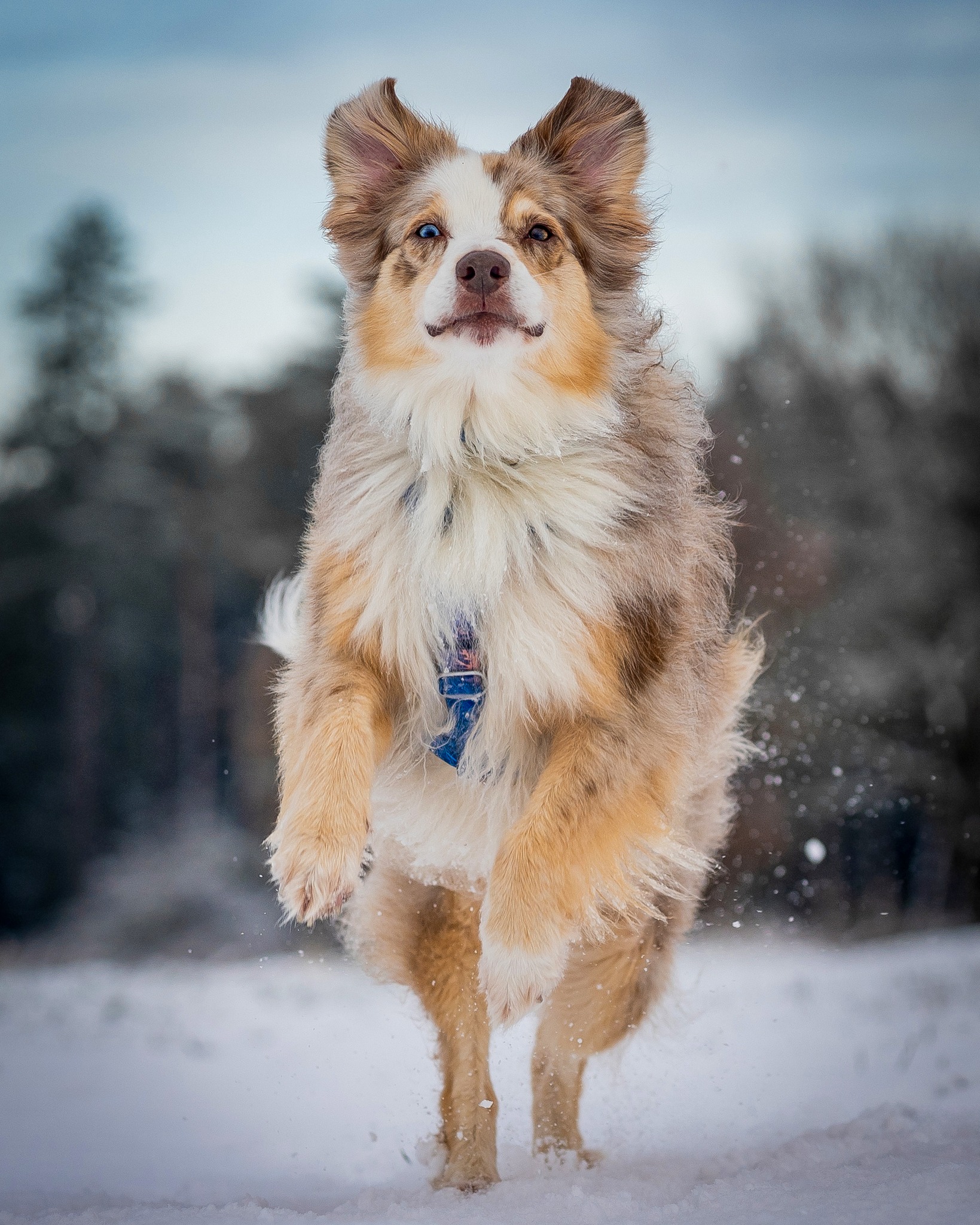 Stress beim Hund - Signale erkennen und richtig reagieren